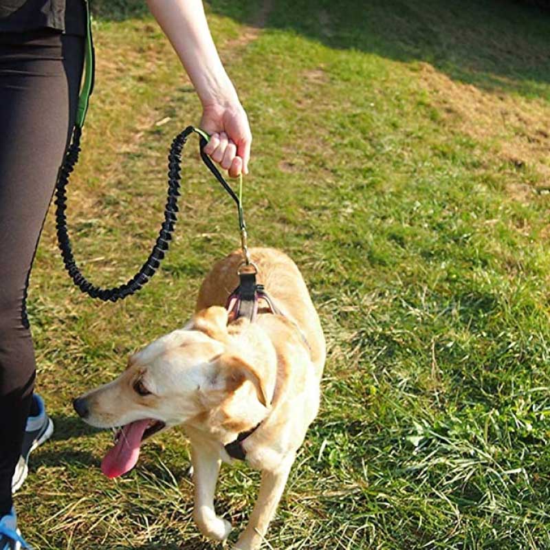 Laisse Main Libre Chien | Handslibre™